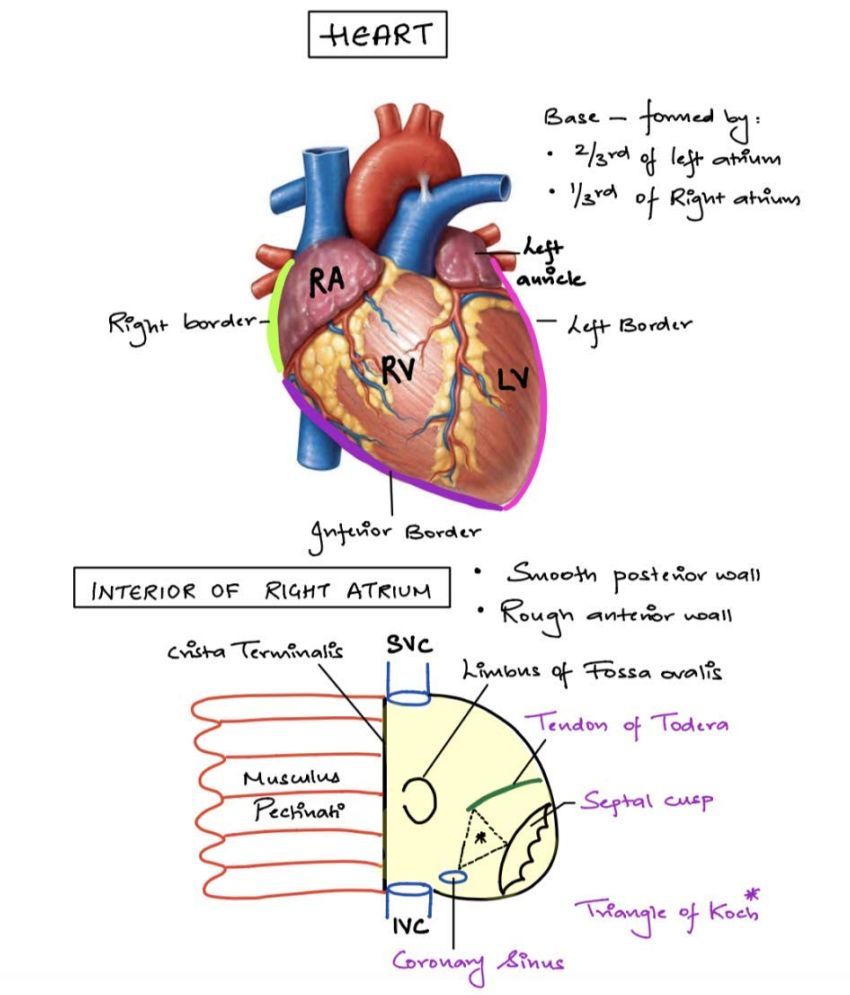 Handwritten Anatomy Notes By Dr Ashwani Kumar Paperback Buy