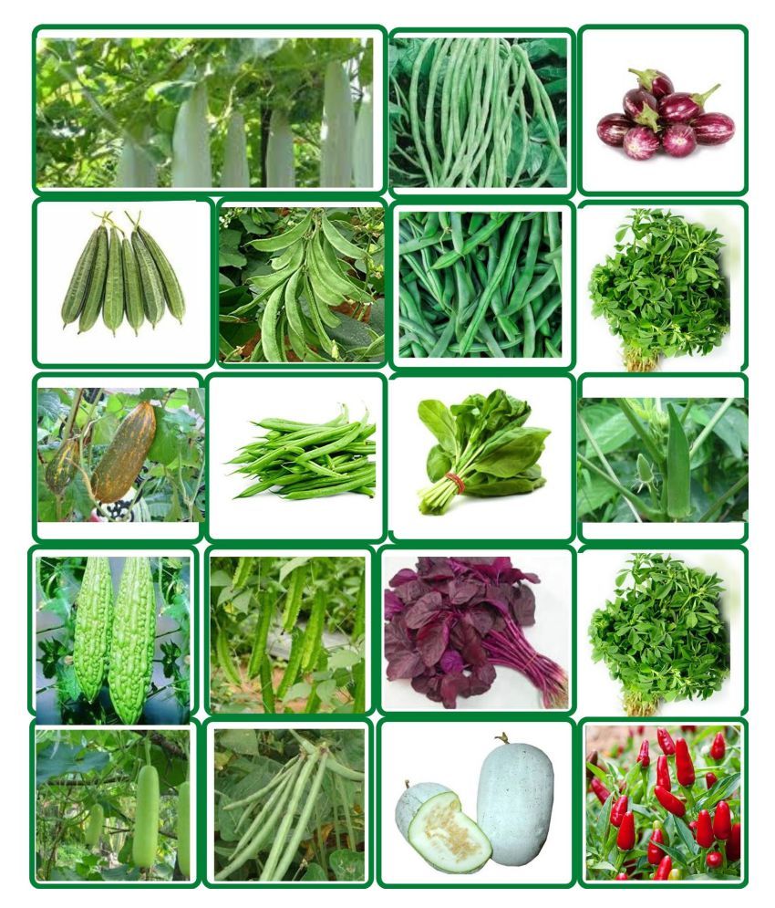 19 Varieties Of Vegetable Seeds With 3440seeds Buy 19 Varieties Of 19 Varieties Of Vegetable Seeds With 3440seeds Buy 19 Varieties Of