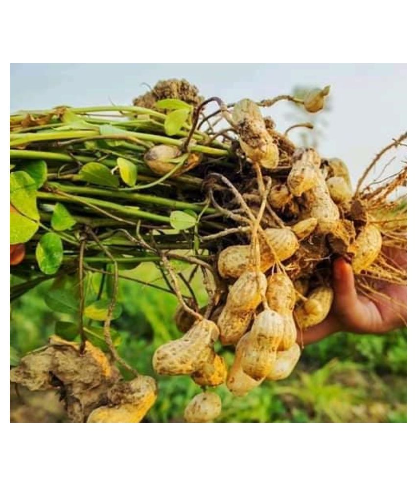 MyHobbyGarden-Veg-Seed- PeaNut GroundNut Seeds-4 seeds: Buy ...