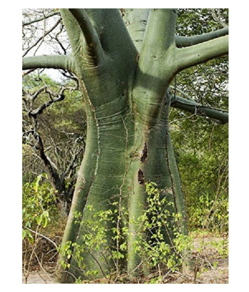 Forest Development Silk Cotton Tree Seeds Malabar Semul, Indian bombax ...