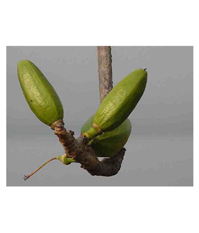 Forest Development Silk Cotton Tree Seeds Malabar Semul, Indian bombax ...