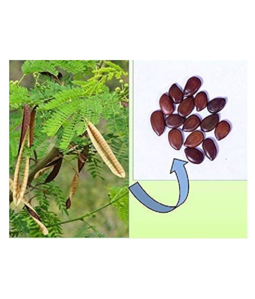 Forest Development - Subabul- Leucaena leucocephala,subabul tree seeds ...