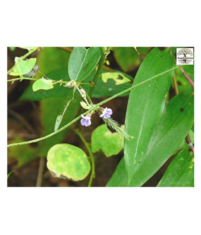 Kapebonavista Mashaparni Kalyan Living Plant In Poly Bag Herbs Buy