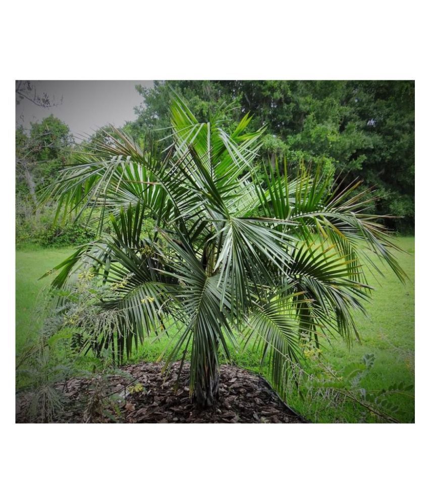 Kapebonavista Syagrus Palm Sapling Plant In Poly Bag Herbs Buy