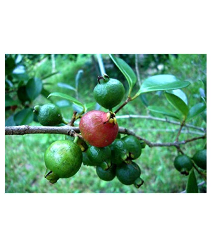 Saraswati Gardens Fruit Live Plant - Dwarf Rare" Strawberry Guava ...