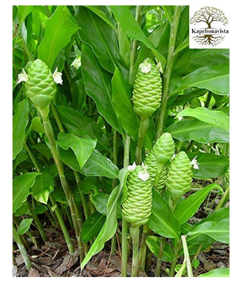 Kapebonavista Bach Living Plant In Poly Bag Raw Herbs 1 No S Pack Of 1