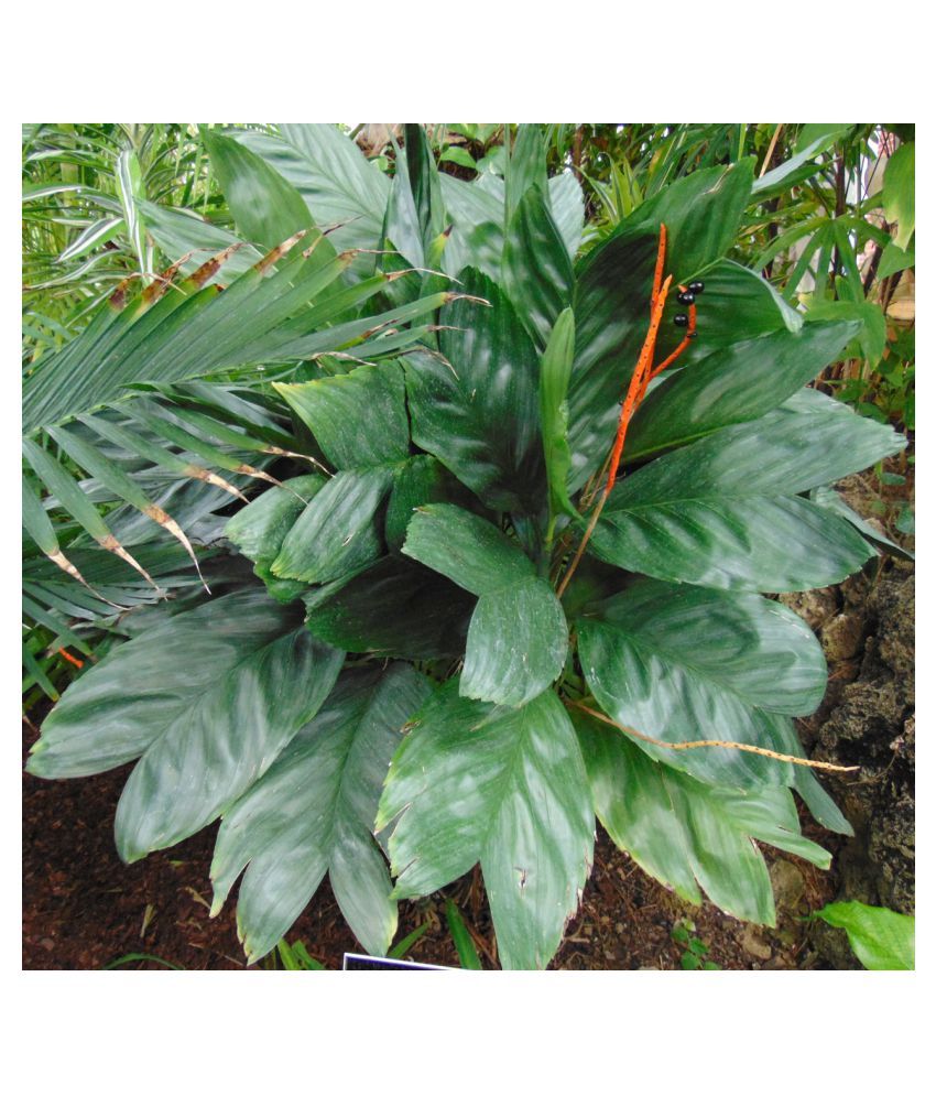 Kapebonavista Chamaedorea Metallica Plant In Poly Bag Raw Herbs 1 No S