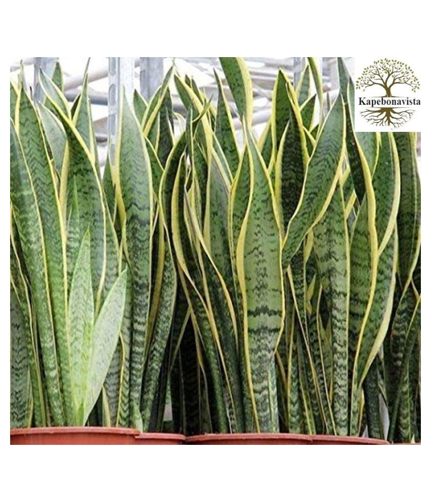 Kapebonavista Sansevieria Trifasciata Living Plant Raw Herbs 1 No S