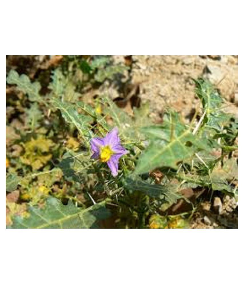 Kapebonavista Kateli Oonth Living Plant In Poly Bag Raw Herbs 1 No S