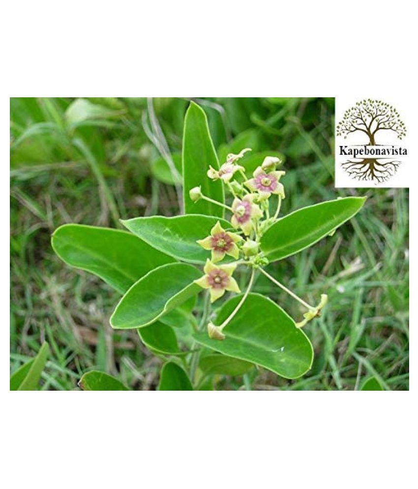 Kapebonavista Aantamul Jangli Living Plant In Poly Bag Raw Herbs 1 No S