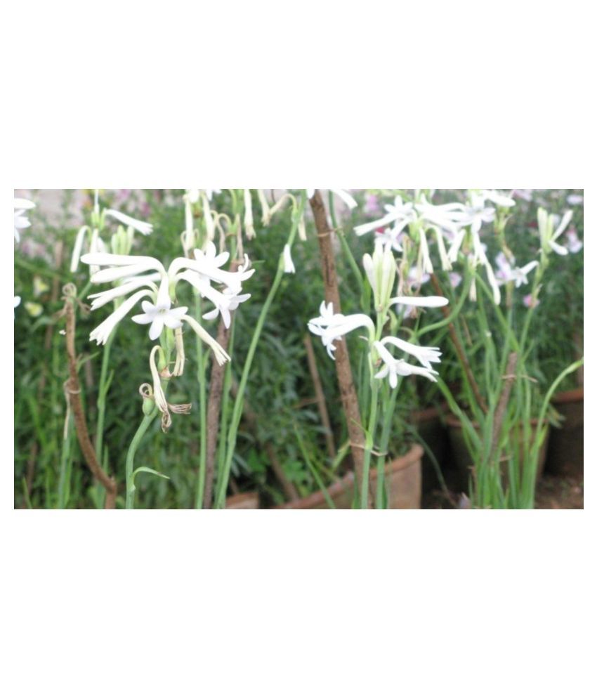 Kapebonavista Rajanigandha Nishigandha Plant Raw Herbs 1 No S Pack Of 1